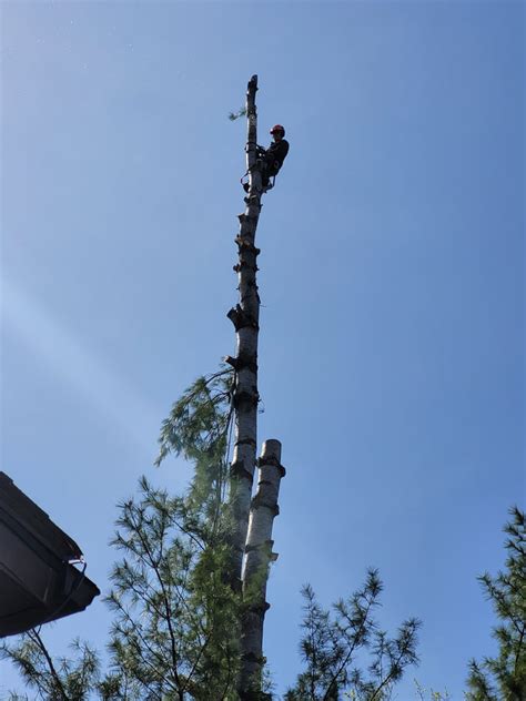A Cut Above Tree Service Photo Gallery