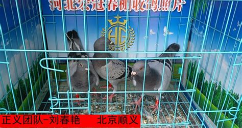 正义团队 刘春艳 zimgs