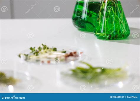 Research And Biotech Science Scientists Are Developing Research On Algae Bio Energy Biofuel