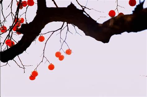 吉縣柿子熟了美成幅幅中國畫 每日頭條