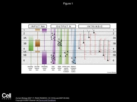 Structure And Function Of The Cerebral Cortex Ppt Download