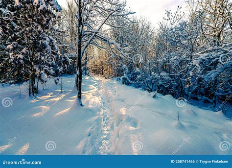 Sun Shining Through Naked Trees In A Snowy Forest Stock Photo Image Of Cold Scene 258741466