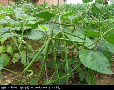 绿豆种植高清图片下载 红动中国