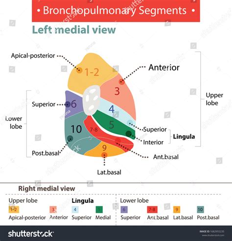 Lung Segments