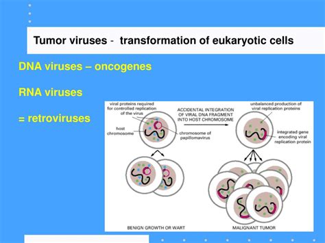 Ppt Premedical Biology Powerpoint Presentation Free Download Id