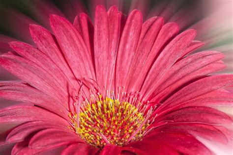 거베라 분홍 꽃 Pixabay의 무료 사진