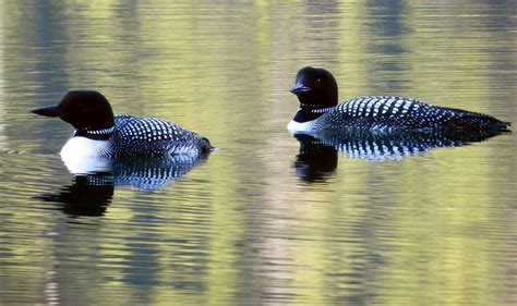 Common Loon Resource Brief U S National Park Service