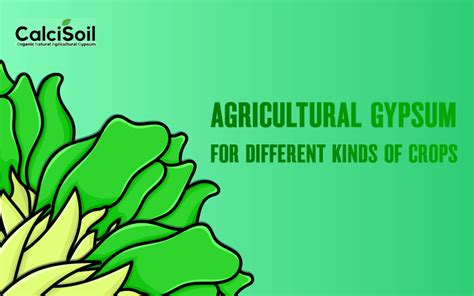Agricultural Gypsum Application For Different Crops