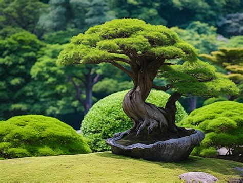 Japanese Bonsai In Spring Green Senkaku Gardens Yamagata Shimonoseki