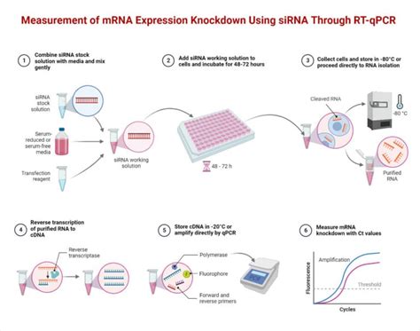 Reverse Transcription Pcr Rt Pcr Principle Enzymes Types Steps Uses