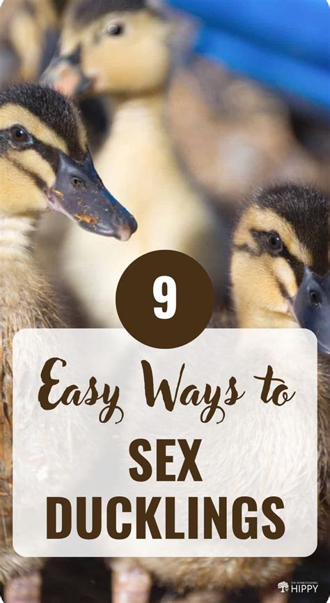 9 Easy Ways To Sex Ducklings