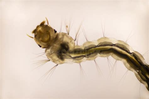Close Up Mosquito Larvae In Light Microscope Larvae Under A Microscope For Use As Background