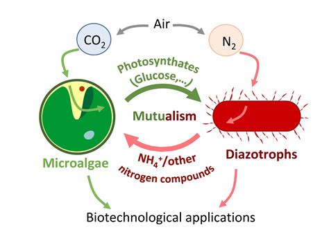 Microalgal And Nitrogen Fixing Bacterial Consortia From Interaction To