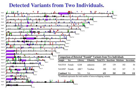 Ppt Genomic Duplications Structural Variation And Disease Powerpoint Presentation Id4425789