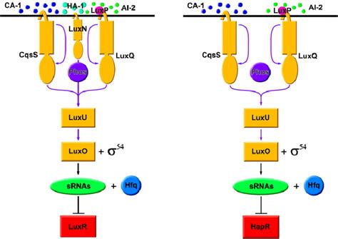 A Schematic Of The Quorum Sensing Gene Networks Left V Harveyi And