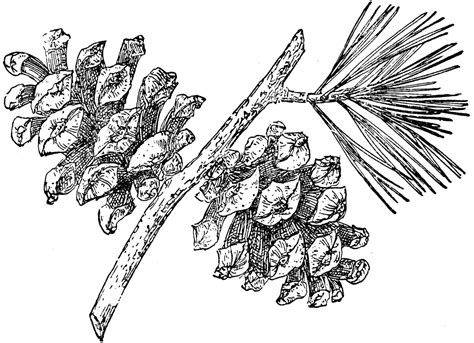 81054 Mexicanpinyo Lg  1024×742 Sketches Botanical Drawings