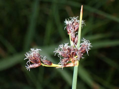 Soft Stemmed Bulrush From Darlington Uk On June 13 2024 At 0129 Pm