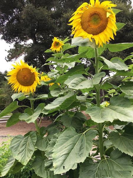 15 Giant Sunflower Varieties For The Garden Balcony Garden Web