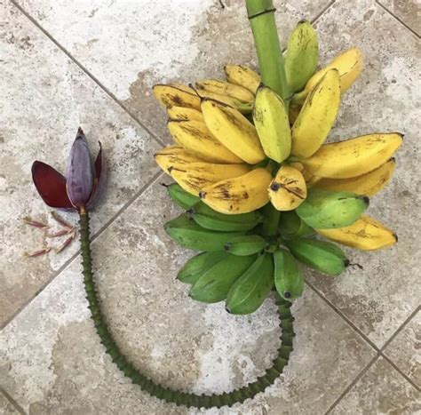 East Indian Mango Grow Guide Tropical Tree Guide