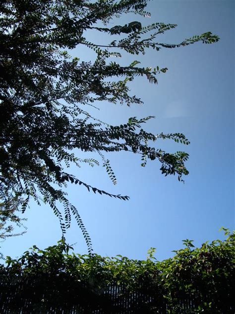 Supercozy Tree With Long Stems