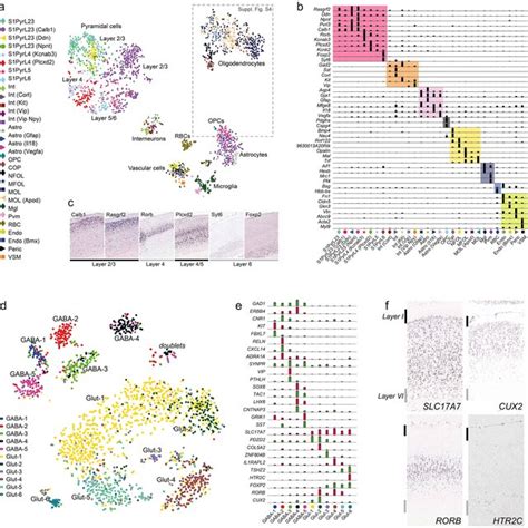 Heterogeneity Of Cell Types In The Mouse Somatosensory Cortex And Human Download Scientific