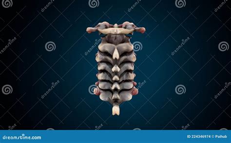 3d Illustration Of Human Skeleton Cervical Bone Anatomy Stock