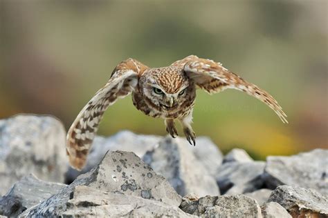 Ahmed Mousa Insearchpk