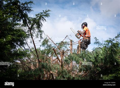 Tree Surgeon Hanging From Ropes In The Crown Of A Tree Using A Chainsaw To Cut Branches Down