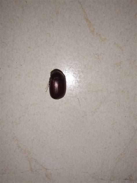 Beetle That Acts Dead When Touched Middle East R Whatsthisbug