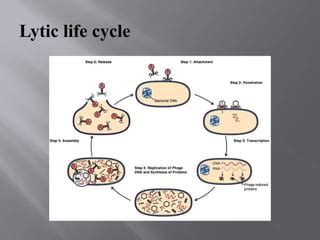 LYTIC AND LYSOGENIC CYCLE NEW Pptxyuhyuh PPTX