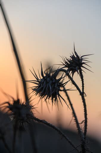 화려한 석양 하늘을 배경으로 가시나무가 실루엣을 그리며 멀리 떨어진 언덕의 윤곽을 흐리게 했다 0명에 대한 스톡 사진 및 기타 이미지 Istock
