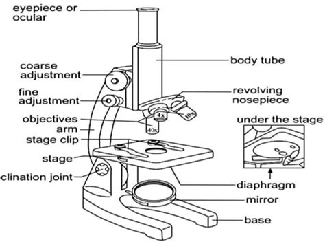 Parts Of A Microscope And Function Equitylasopa