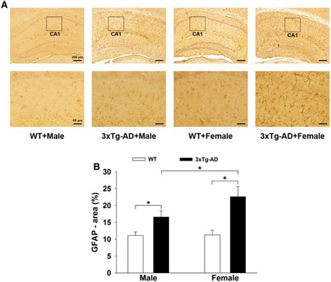 Sex Differences In Neuropathology And Cognitive Behavior In App Ps1 Tau Triple Transgenic Mouse