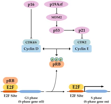 P16ink4a—more Than A Senescence Marker