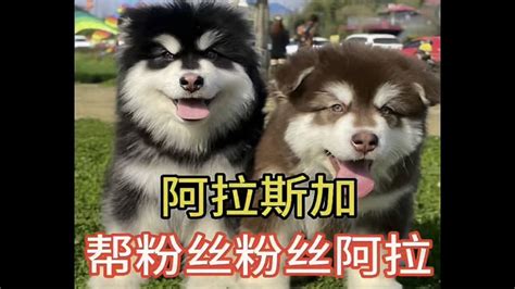 逛农村大狗市帮粉丝挑选阿拉斯加犬真的很漂亮快来看看吧 YouTube