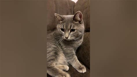 Чик чирик Youtube