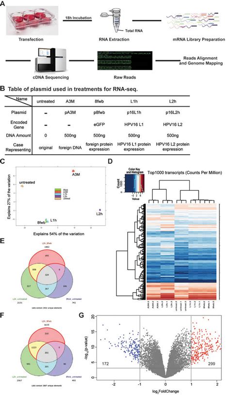 Host Cell Transcriptome Modification Upon Exogenous Hpv16 L2 Protein
