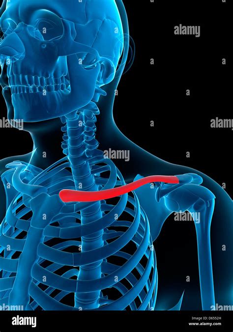 Shoulder Collar Bone Anatomy