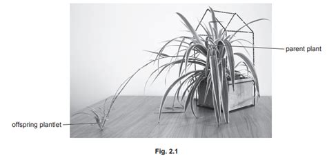 Igcse Biology 0610 163 Sexual Reproduction In Plants Igcse Style