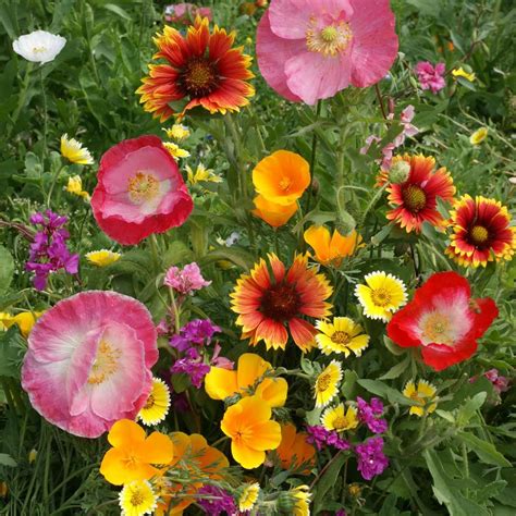 Great Basin Wildflower Mix Great Basin Seeds Wildflower Mixes
