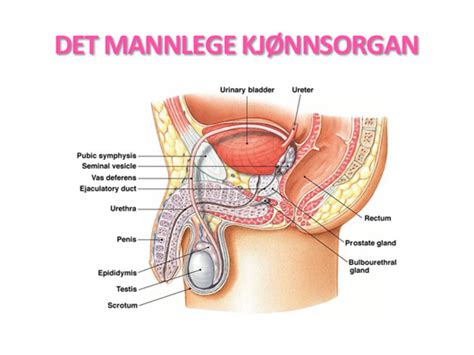 Brynjar Saunes Bye M D Medical Doctor Seminar Instructor