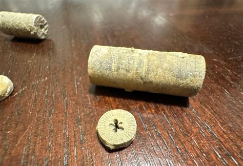 Found Some Crinoids And Brachiopods R Fossils