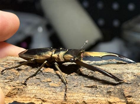 Metallic Stag Beetle Cyclommatus Metallifer Finae Akibeetles
