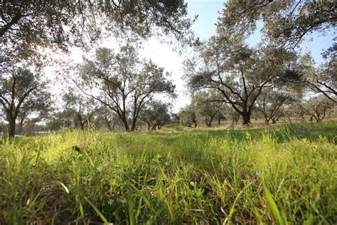 Olivos En Un Huerto En El Campo Rodeados De Hierba Verde A Principios