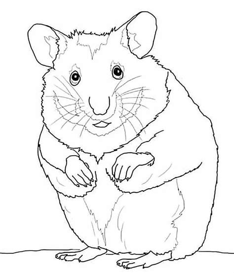 Раскраски Хомячок для детей (37 шт.) - скачать или распечатать ...