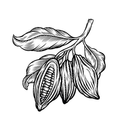 Premium Vector Cocoa Beans Illustration