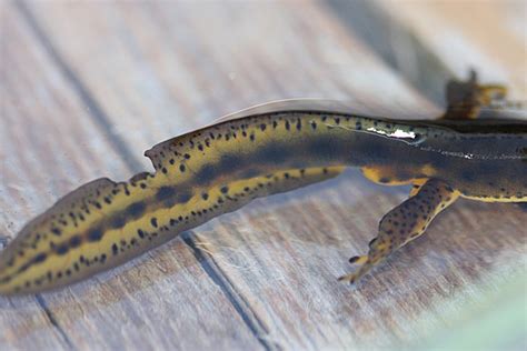 Eastern Newt The Backyard Arthropod Project