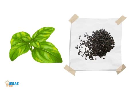 How To Germinate Basil Seeds Paper Towel 10 Steps