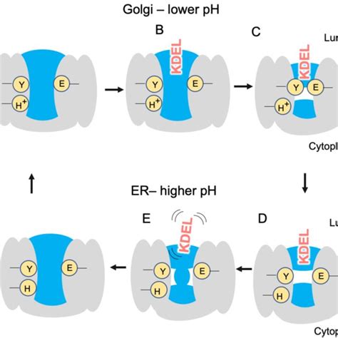 Localization Of Copii To The Er Eres Boundary In Bfa Noc Treated Cells Download Scientific
