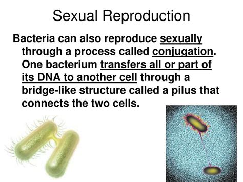 PPT Bacteria PowerPoint Presentation Free Download ID 3069609